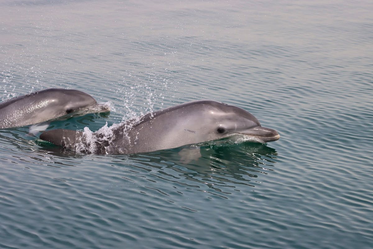 Dolphin & Sea Turtle Conservationist | Volunteer in Italy 2025