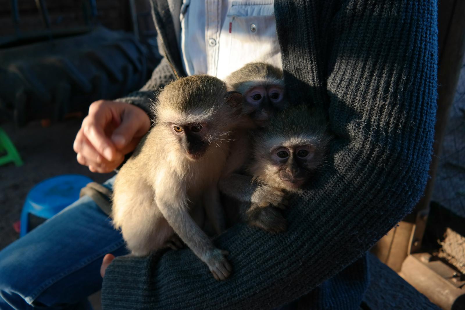 Vervet Monkey Rescue | Volunteer in South Africa 2024