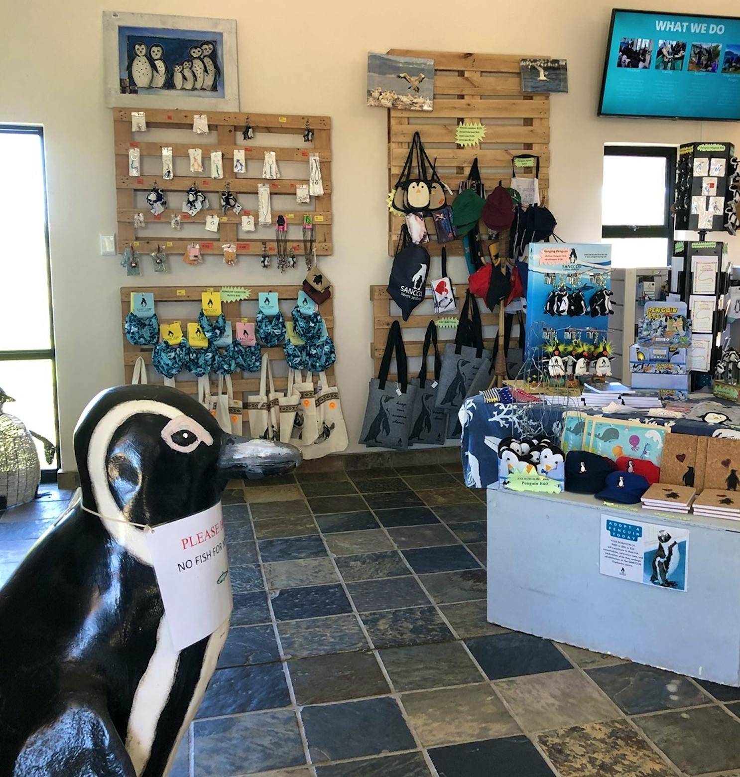 Penguin Rescue and Rehabilitation Assistant | Volunteer in South Africa ...