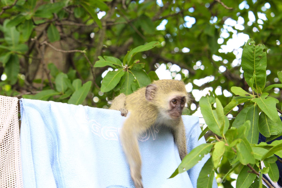 Primate Sanctuary experience | Volunteer in South Africa 2025