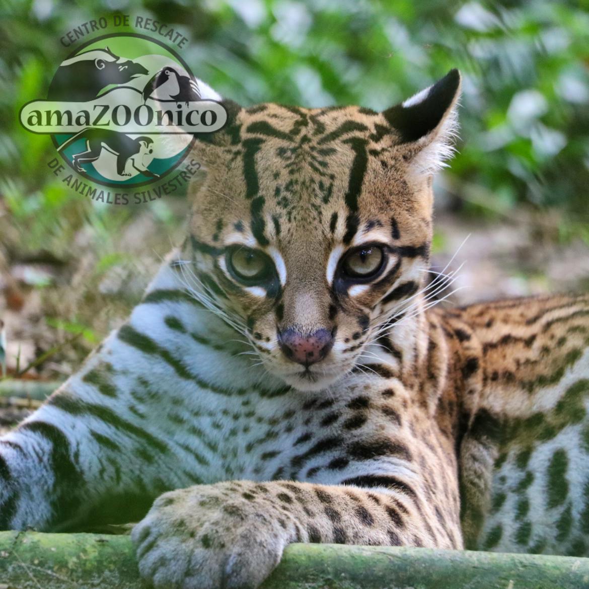 Wildlife Rehabilitation - a Jungle Adventure | Volunteer in Ecuador 2025
