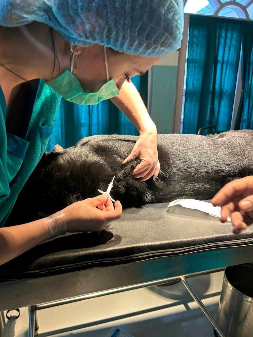 Para-Veterinary Worker | Volunteer in Nepal 2025