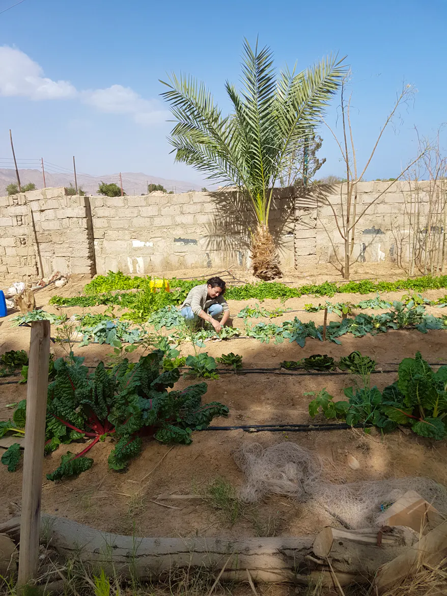 Desert Restoration Helper | Volunteer in Egypt 2025