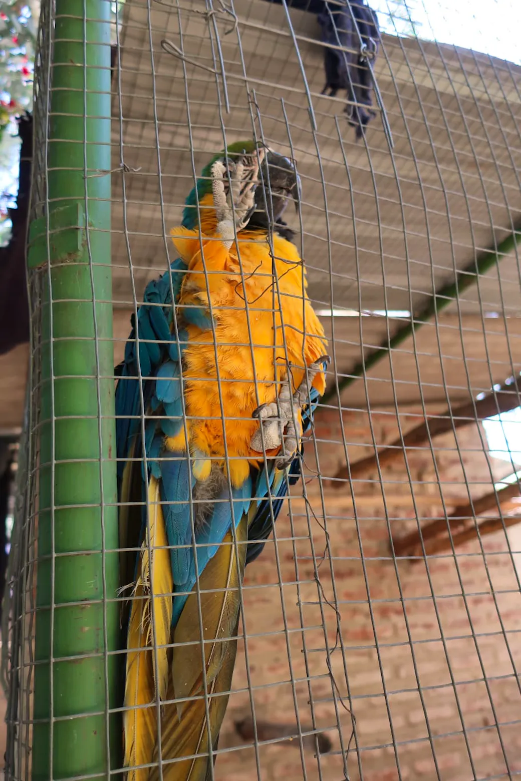 Caretaker of Several Bird Species | Volunteer in Bolivia 2025