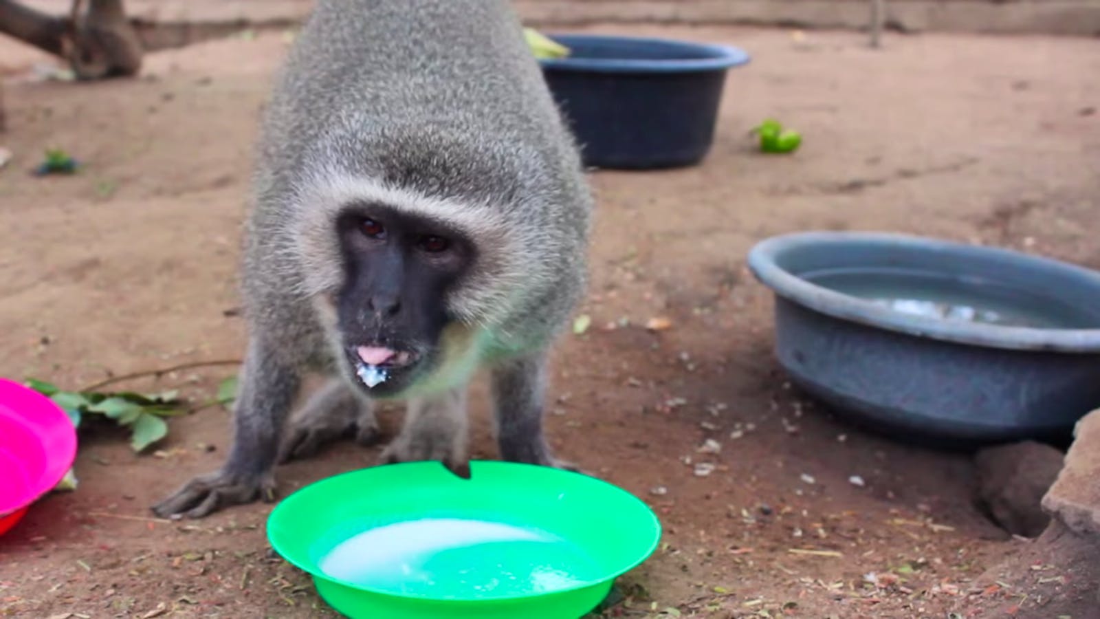 Primate Sanctuary Assistant | Volunteer in South Africa 2025