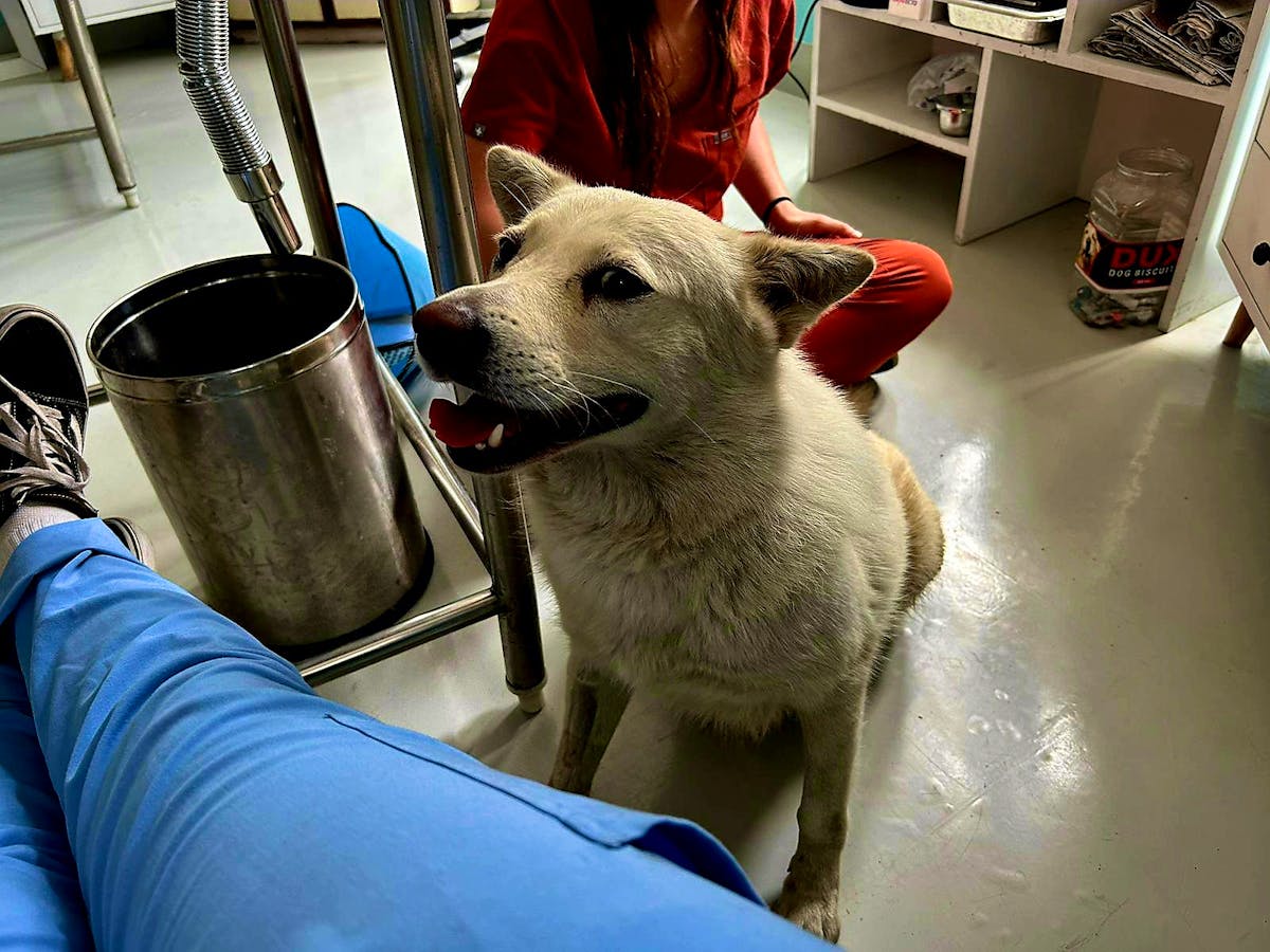 Para-Veterinary Worker | Volunteer in Nepal 2025