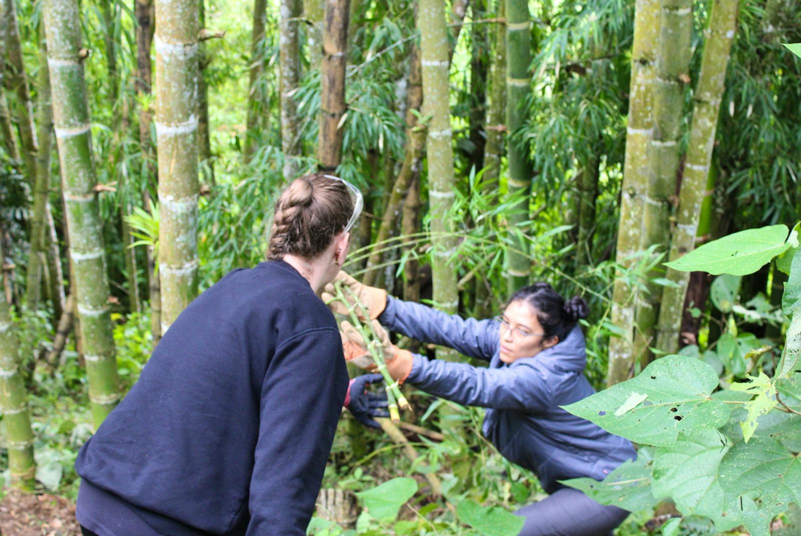 Permaculture Apprenticeship | Volunteer in Costa Rica 2025