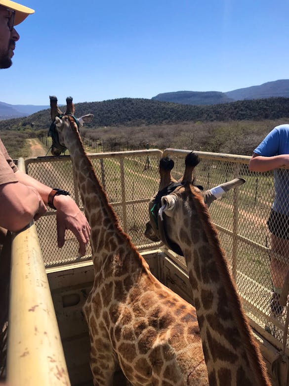 Wildlife Relocation and Veterinary Experience | Volunteer in South ...