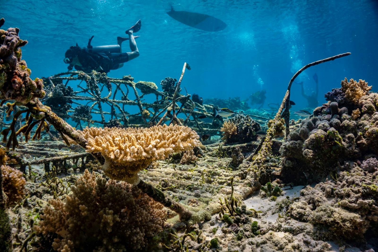 Biorock Coral Reef Restoration | Volunteer in Indonesia 2025