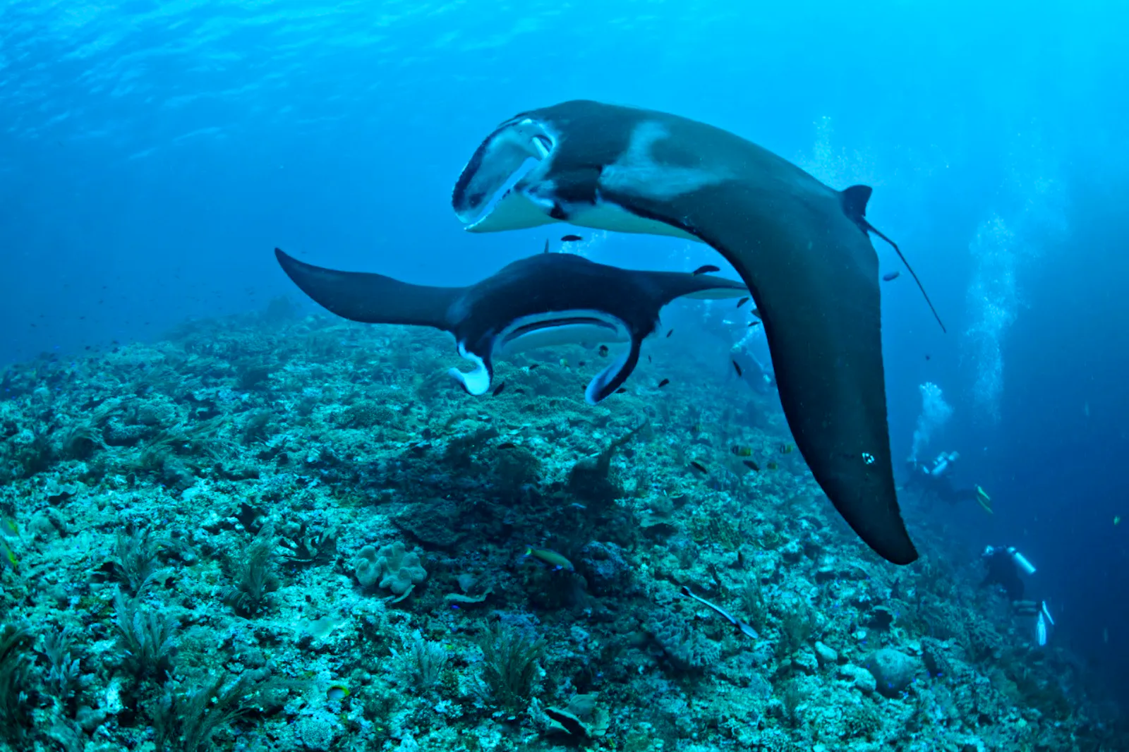 Marine Conservation - Research Assistant | Fais du bénévolat en ...