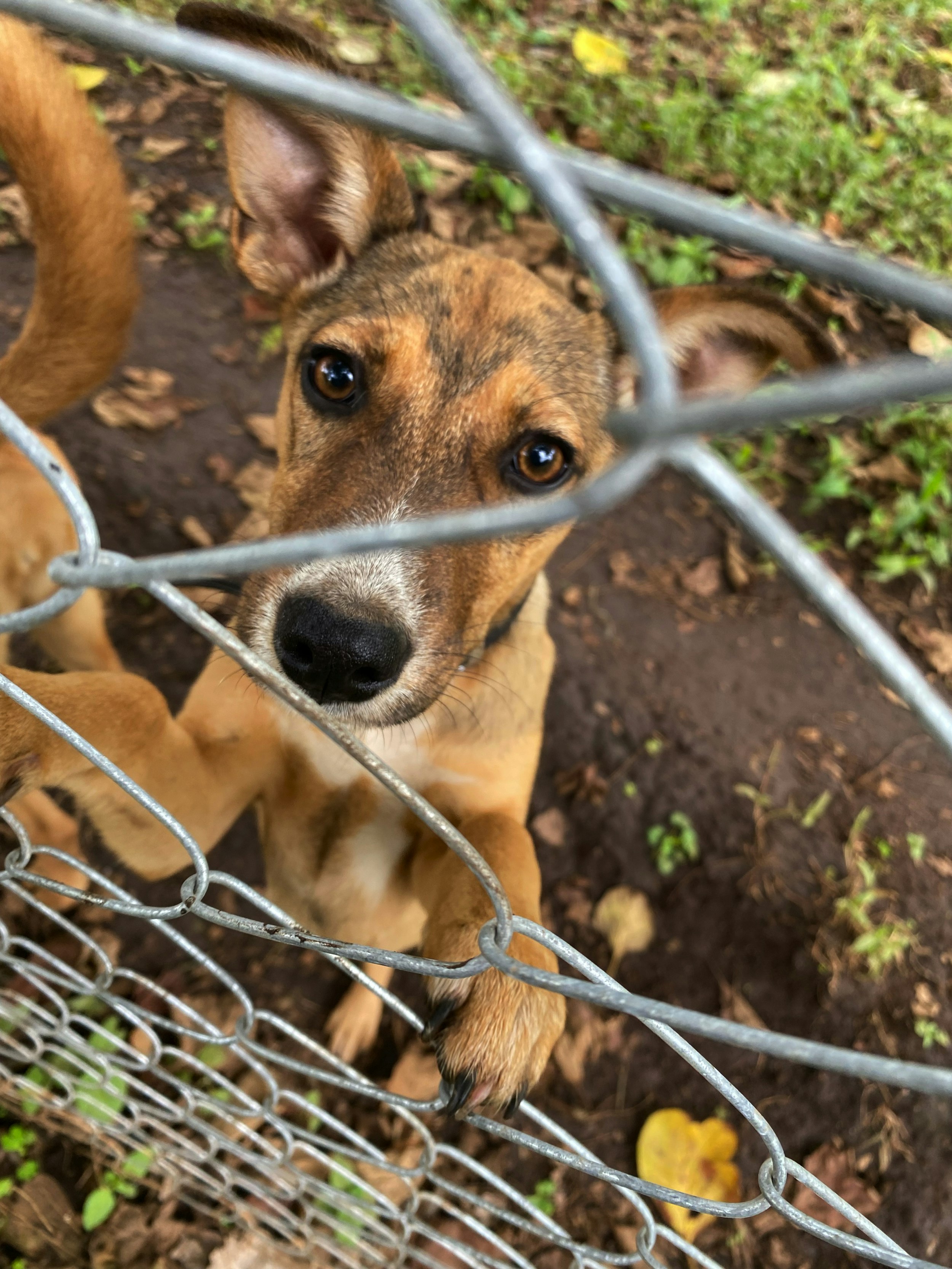 Dog and Cat Shelter Assistant | Volunteer in Tanzania 2025