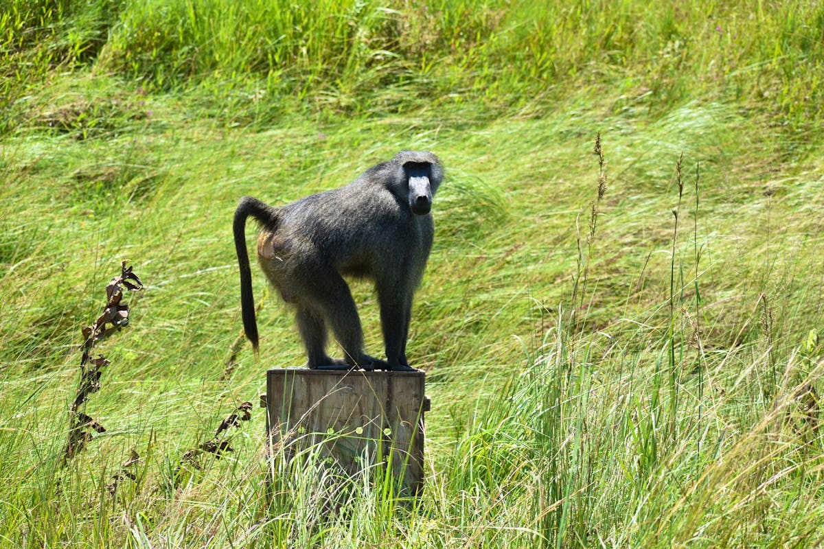 Baboon Rehabilitator & Care-Giver | Volunteer in South Africa 2025