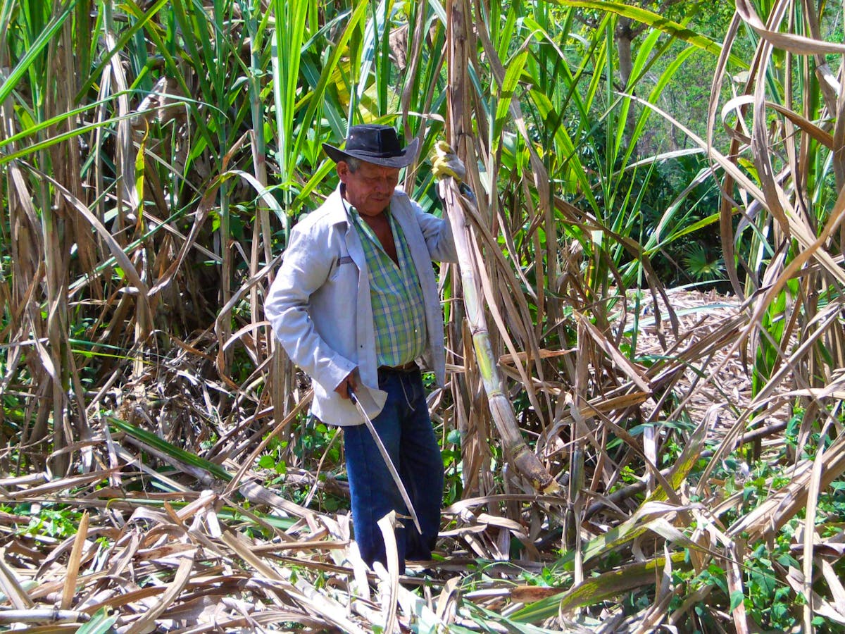 Farming and Beekeeping Support needed | Volunteer in Colombia 2025