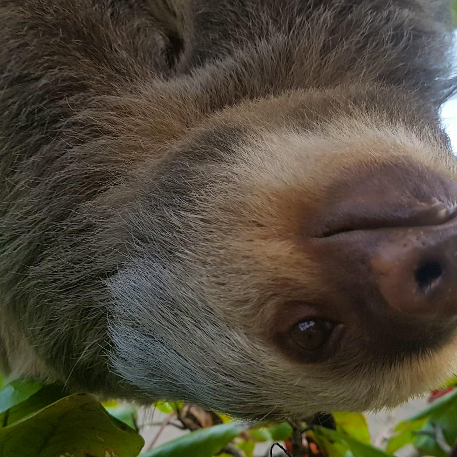 Sloth Monitoring and Turtle Conservation | Volunteer in Costa Rica 2025