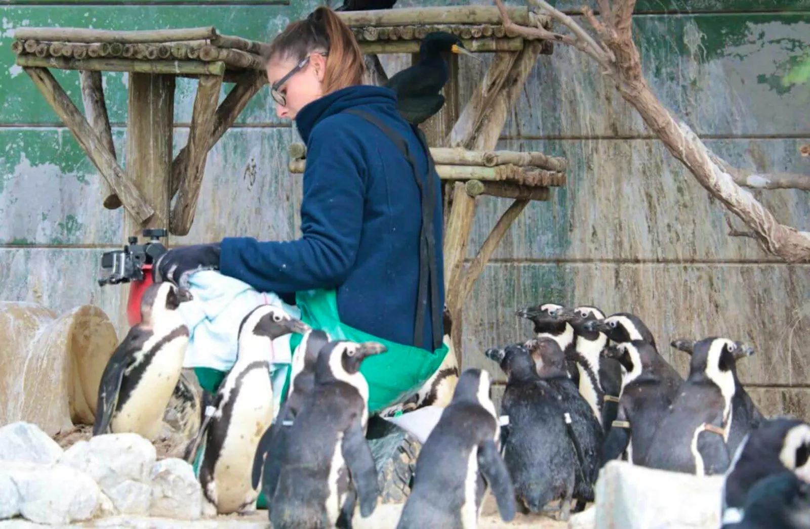 Penguin Sanctuary Support | Volunteer in South Africa 2025