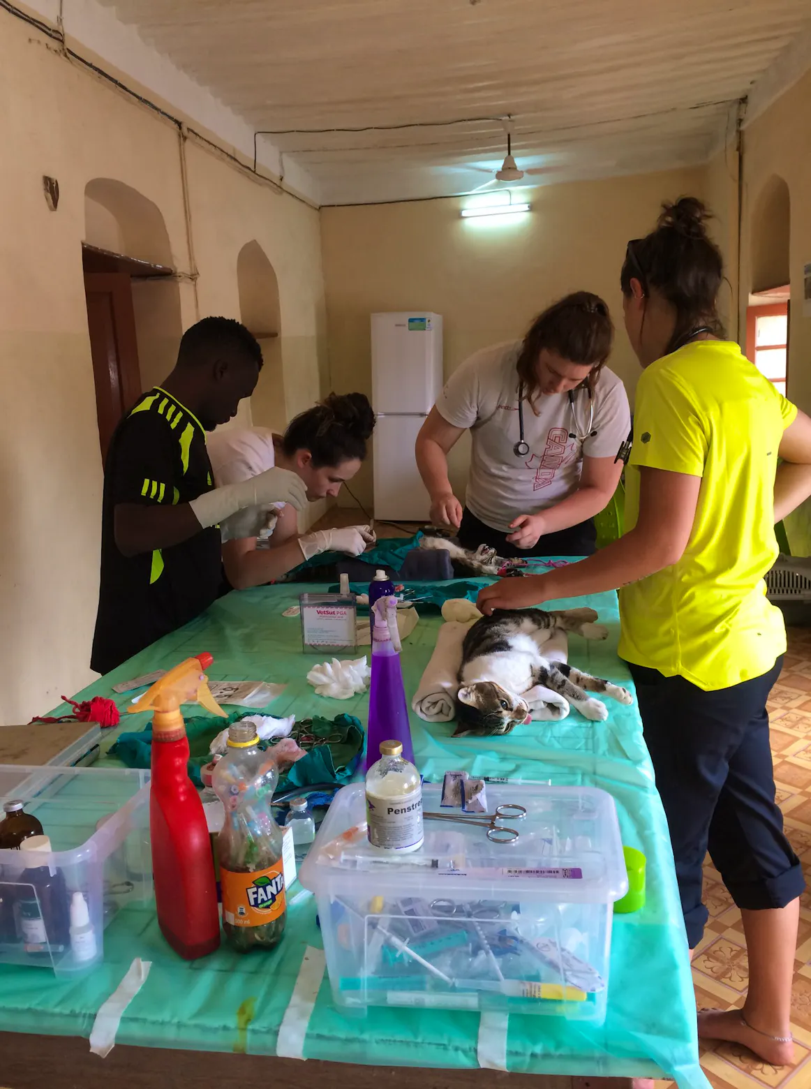Animal Welfare and Veterinary Medicine | Volunteer in Tanzania 2025