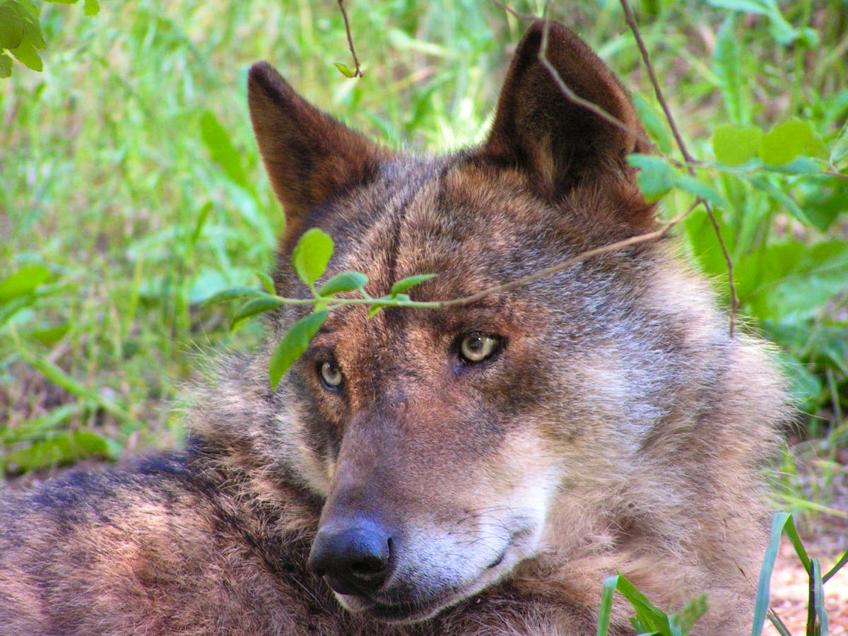 Wolf Sanctuary Caretaker | Volunteer in Portugal 2025