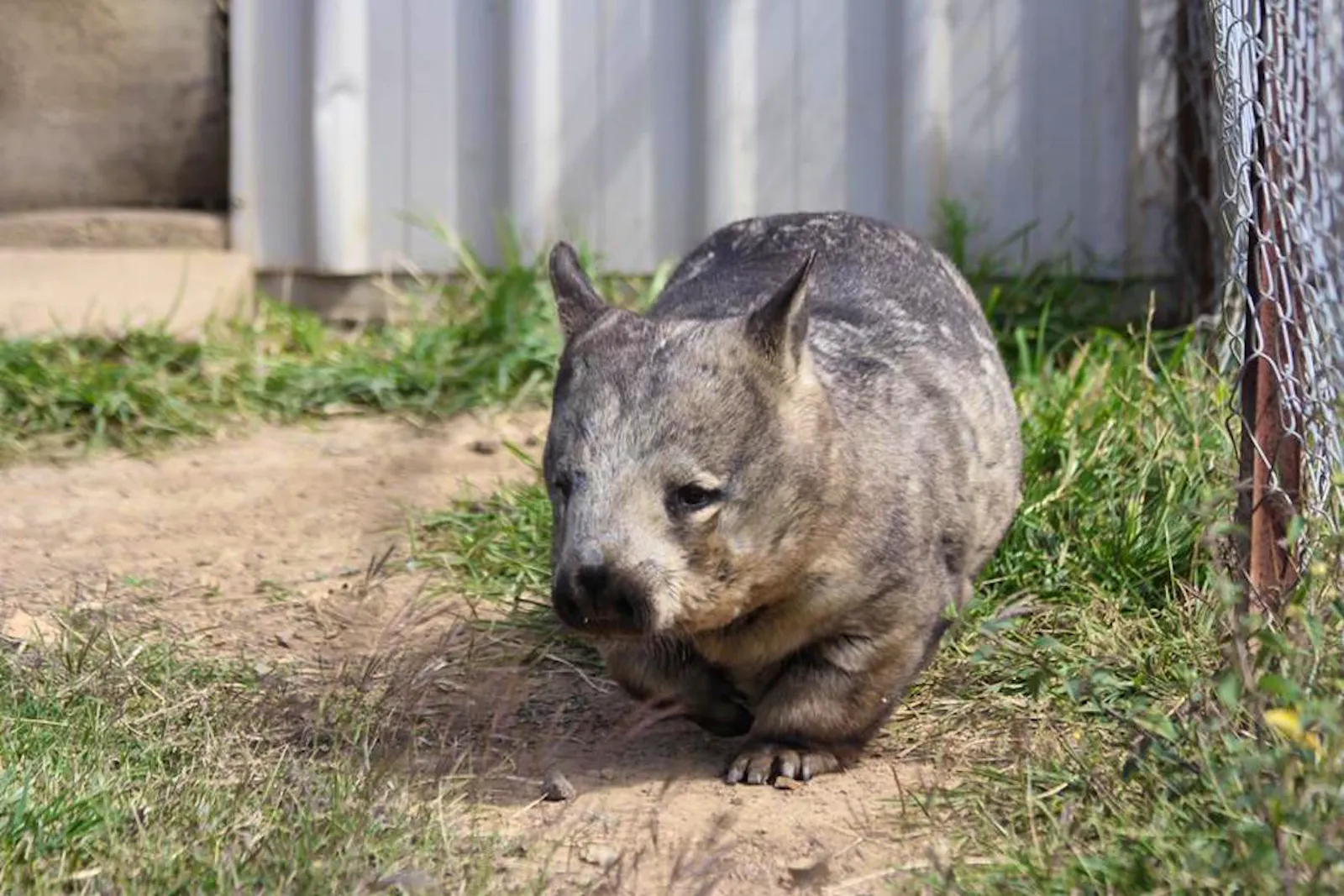 Australian Endangered Species Conservation Care | Volunteer in ...