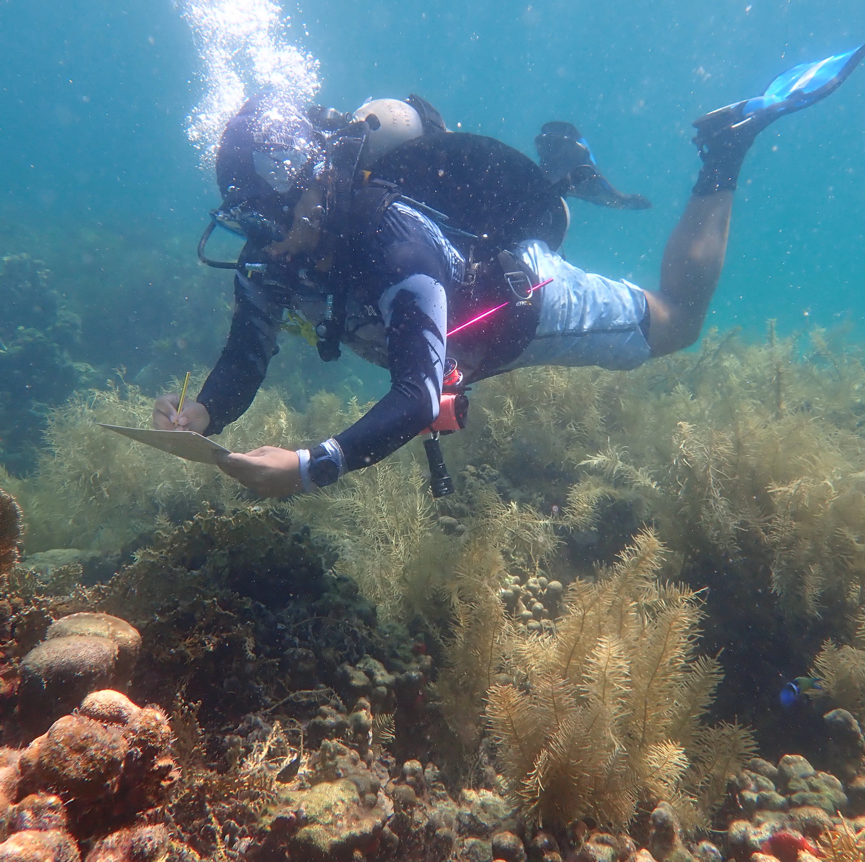 Conservation & Coral Monitoring | Volunteer in Panama 2025