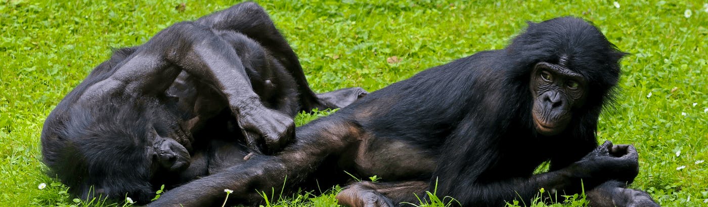 Volunteer with Bonobos | Top 10 Conservation Projects 2026