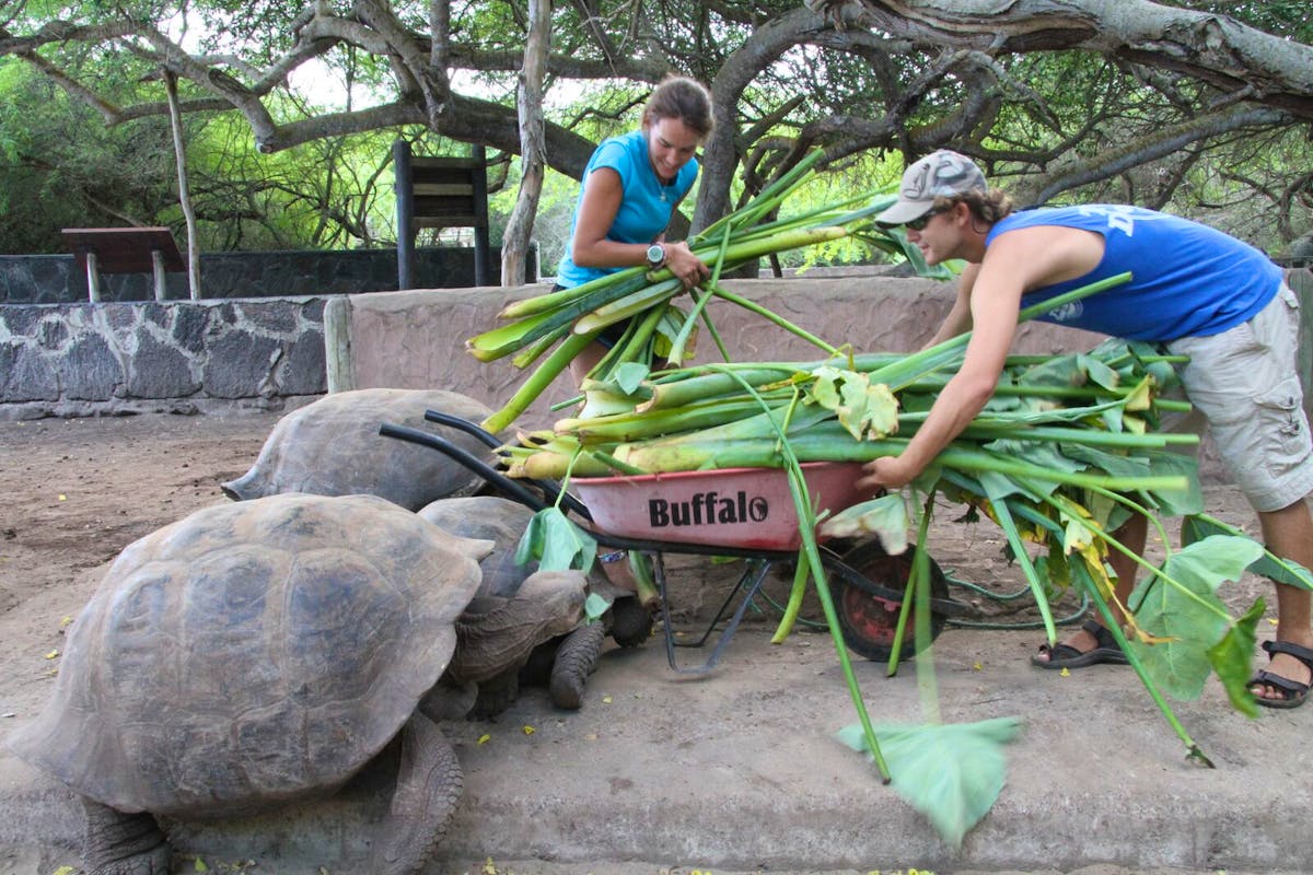 Assistant in a Giant Tortoise Breeding Center | Volunteer in Ecuador 2025