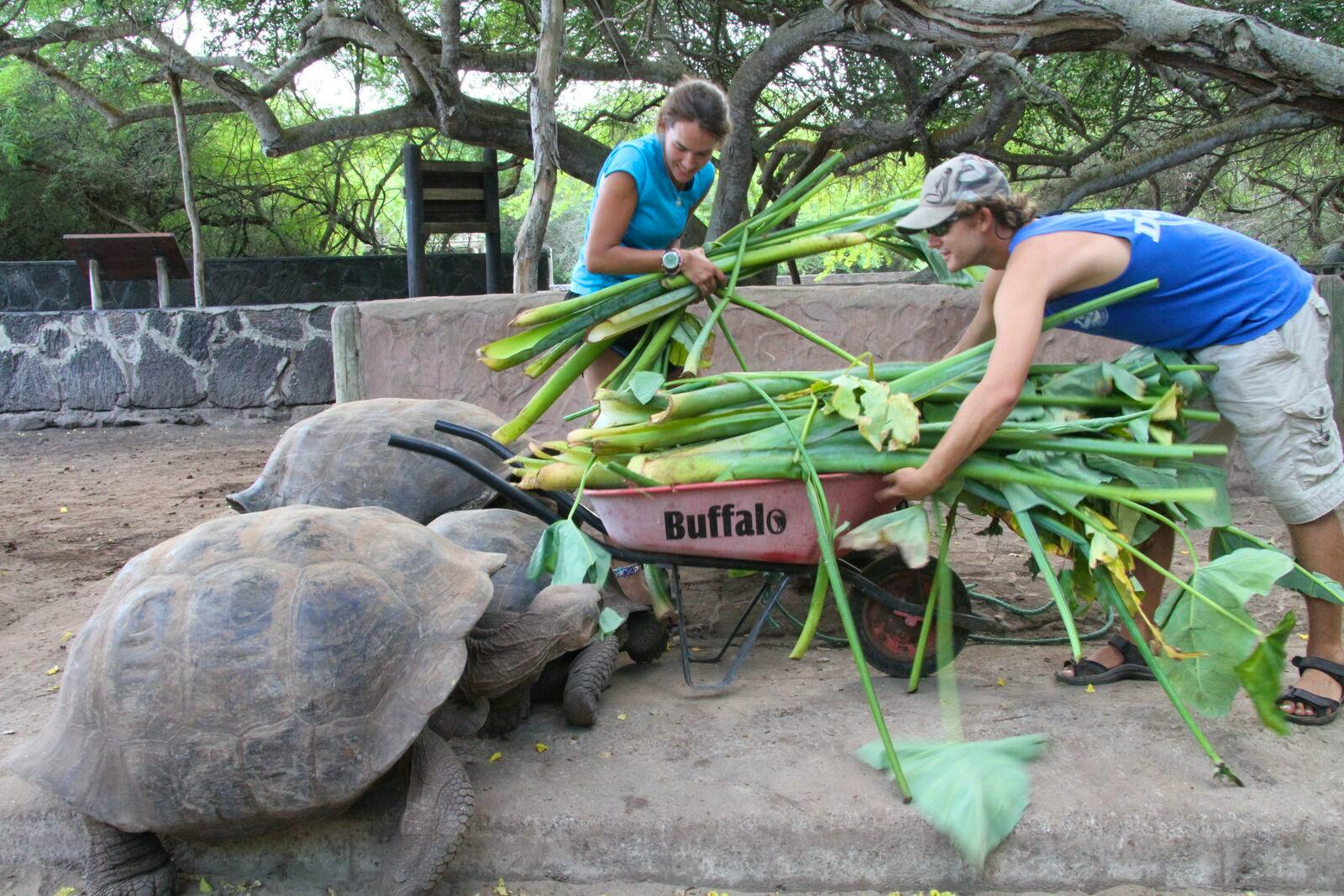 Assistant in a Giant Tortoise Breeding Center | Volunteer in Ecuador 2025