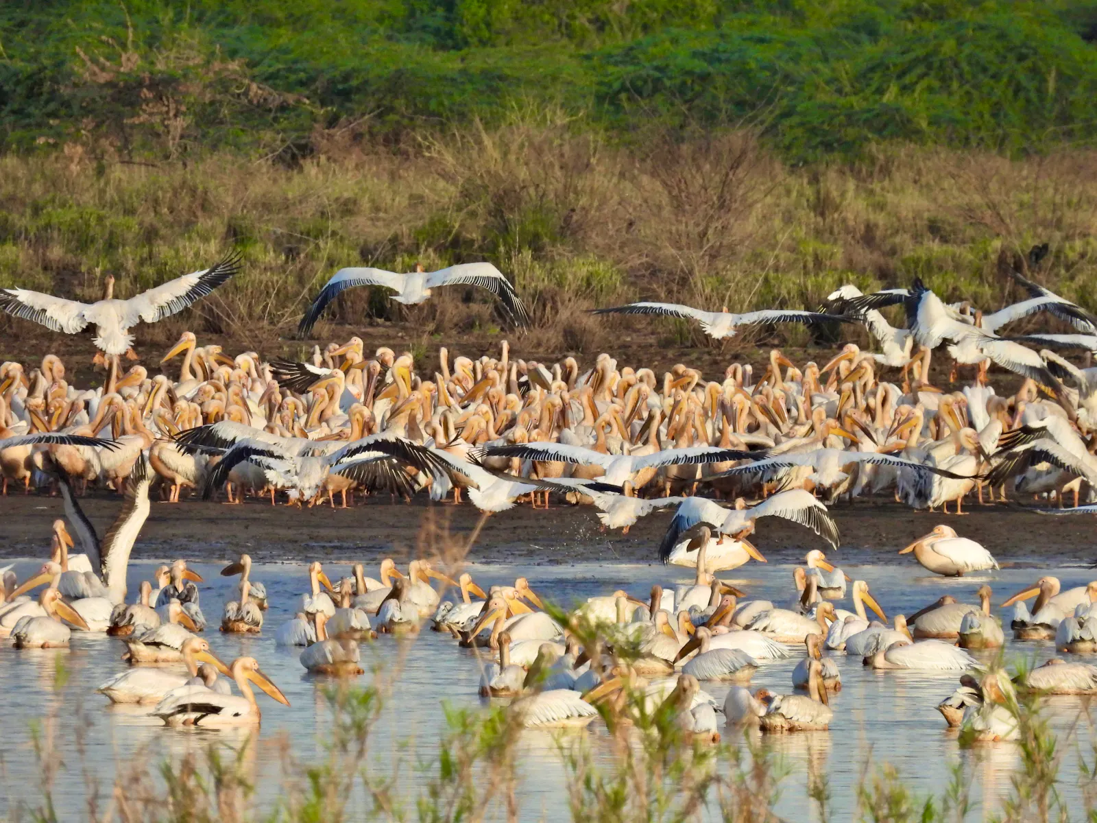 Environmental Conservation & Birding | Volunteer in Malawi 2025