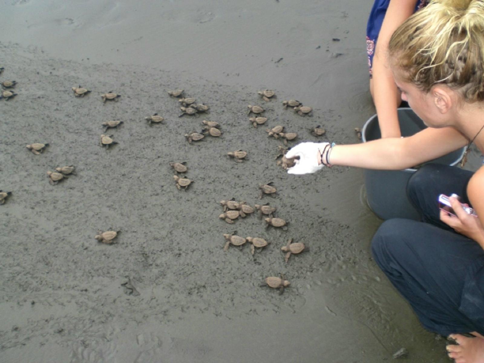 Help Save Sea Turtles | Volunteer in Costa Rica 2025