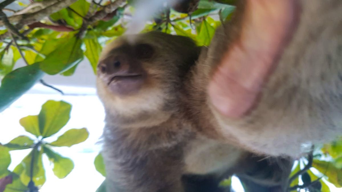 Sloth Monitoring and Turtle Conservation | Volunteer in Costa Rica 2025