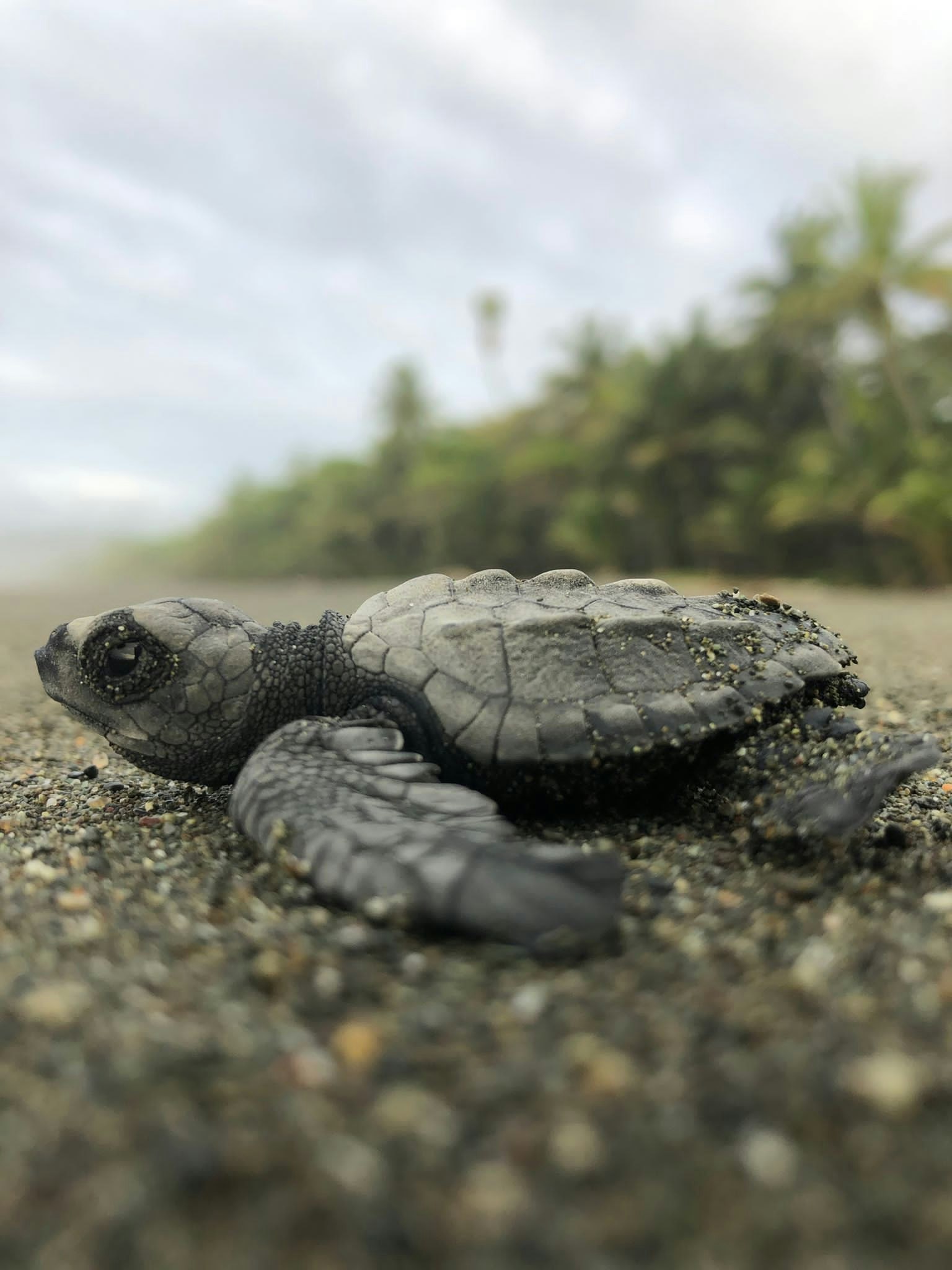 Turtle Biologist | Volunteer in Costa Rica 2025