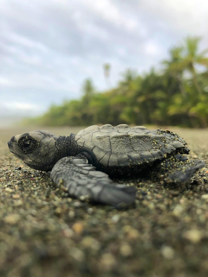Sea Turtle Biologist | Volunteer in Costa Rica 2025