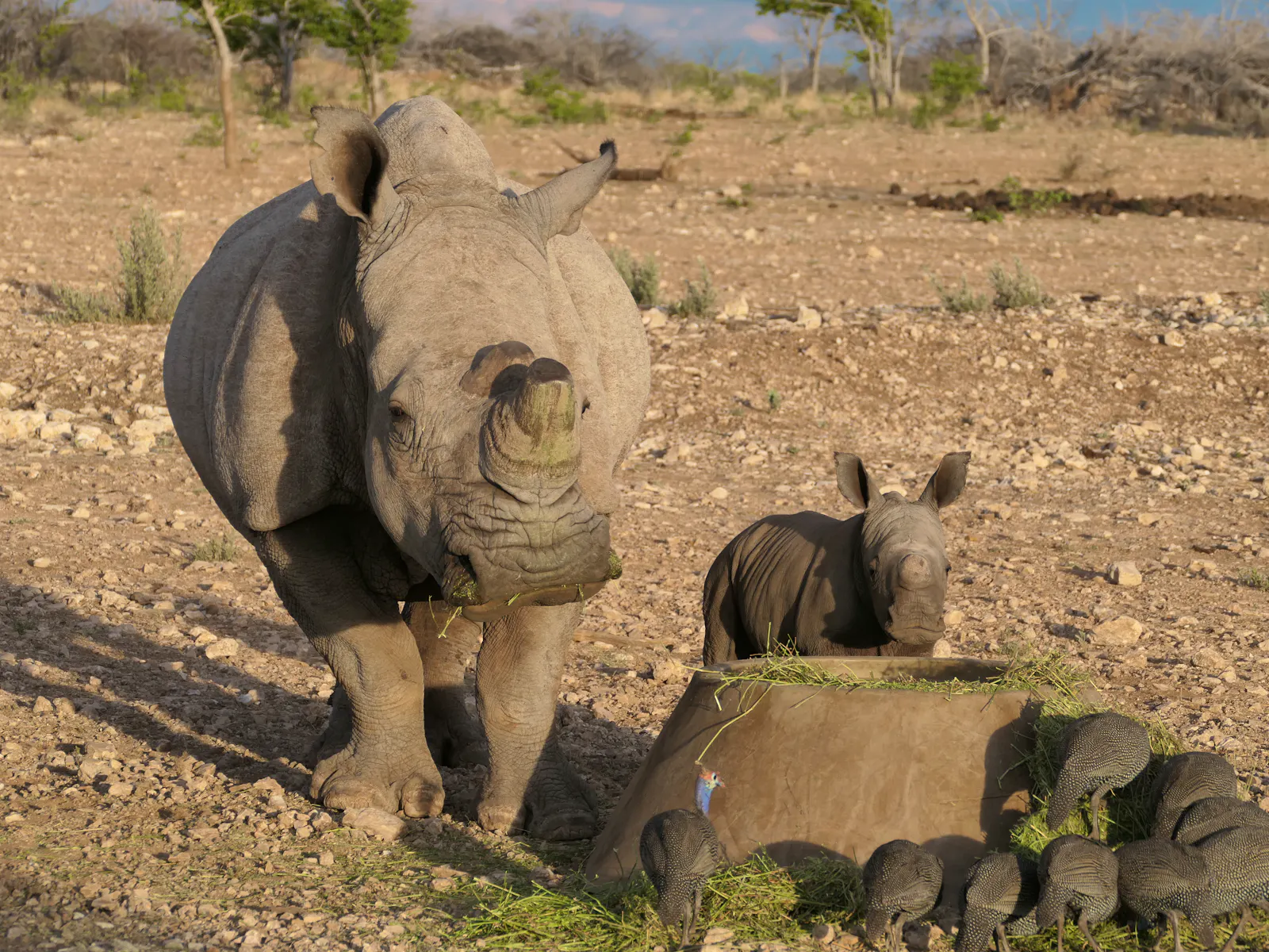 Rhino Conservation | Volunteer in Namibia 2025