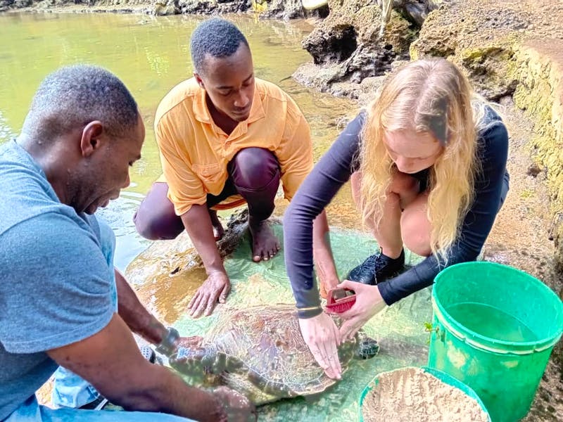 Endangered Sea Turtle Conservation | Volunteer in Tanzania 2025