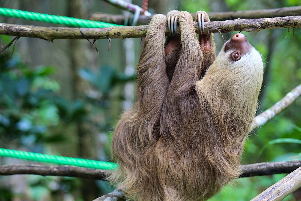 Sloth And Wildlife Conservation Supporter | Volunteer in Costa Rica 2024