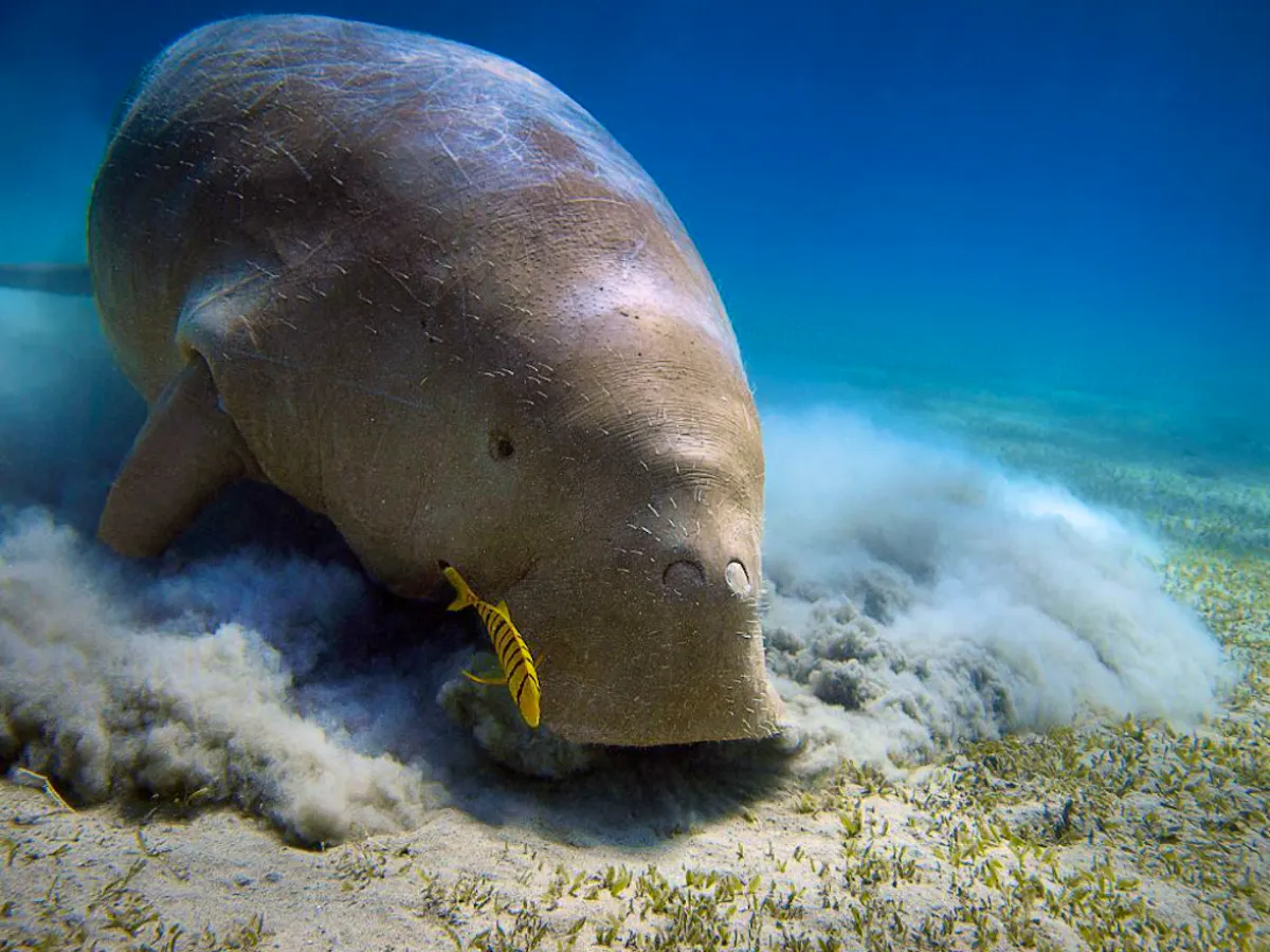 Endangered Turtle and Dugong Conservation | Volunteer in Thailand 2025
