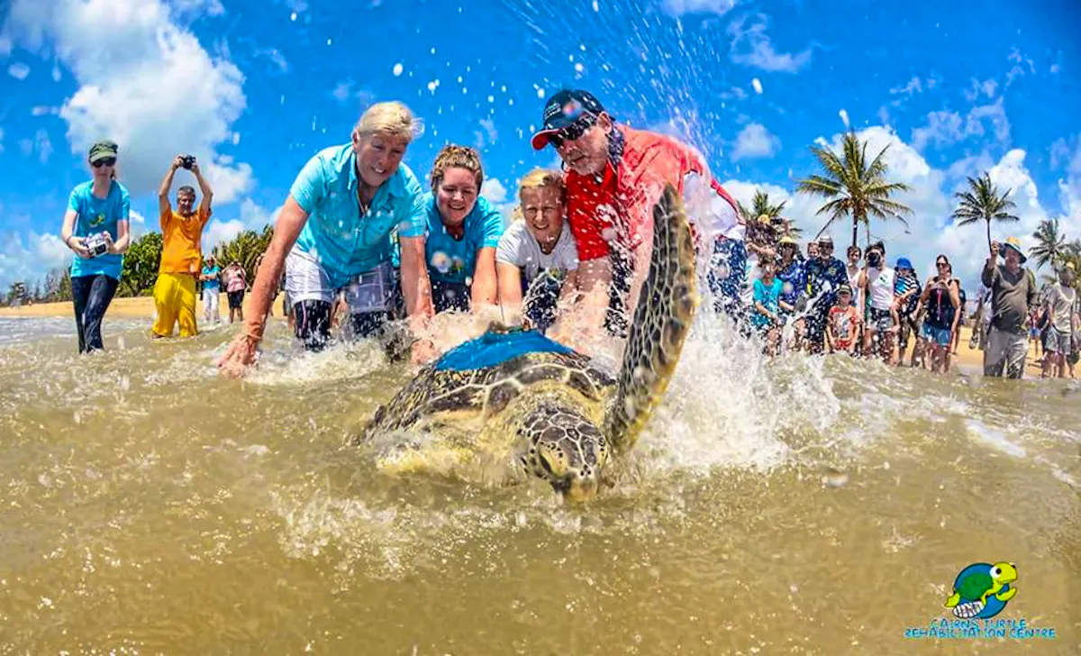 Sea Turtle Rehabilitator | Volunteer in Australia 2025