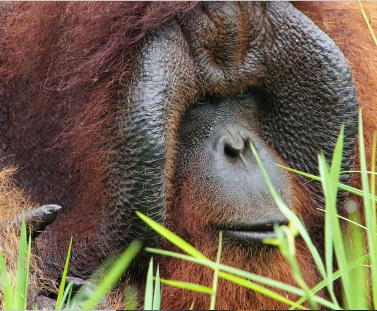 Borneo Orangutan Enrichment | Volunteer in Indonesia 2025
