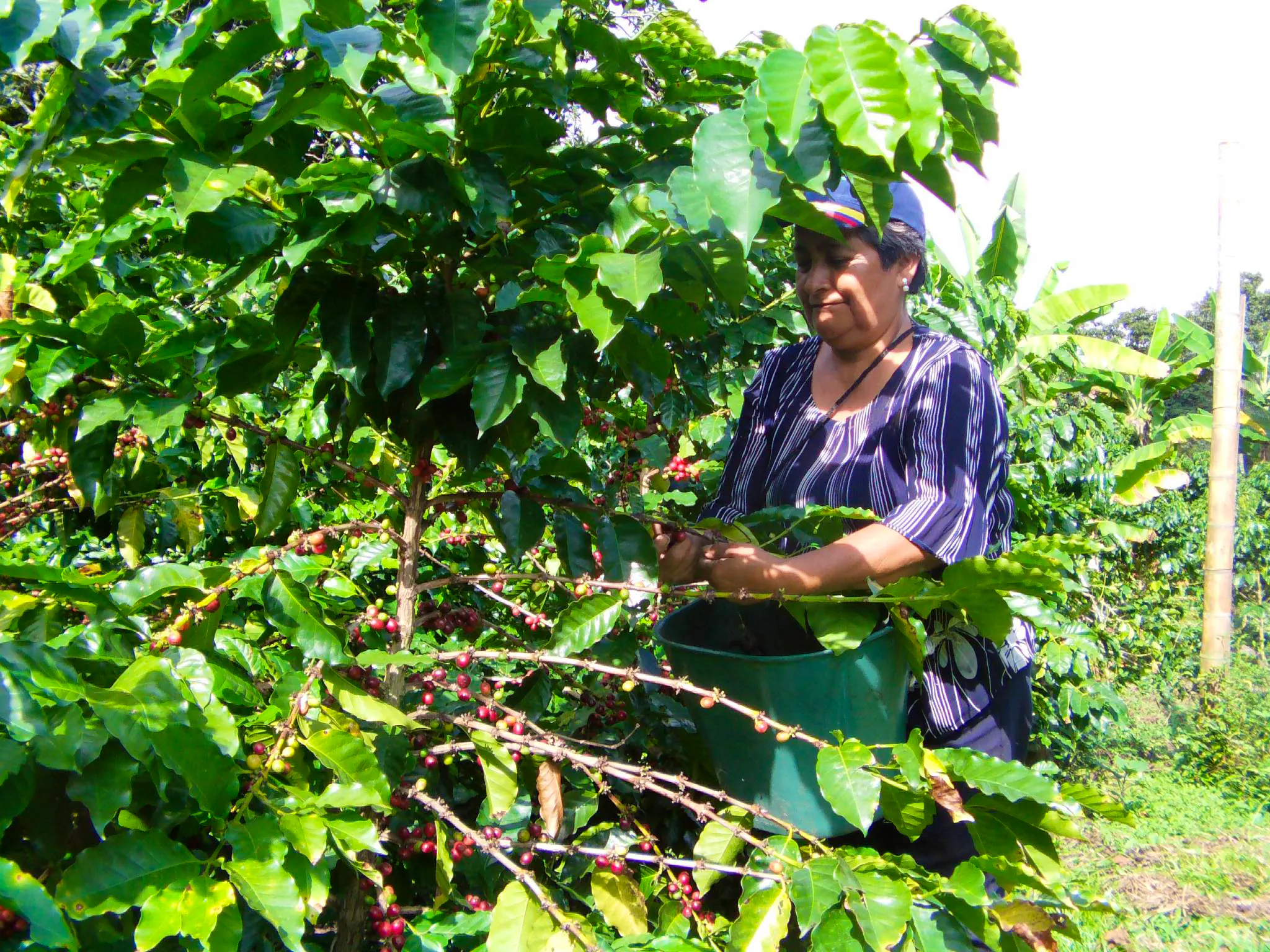 Farming and Beekeeping Support needed | Volunteer in Colombia 2025