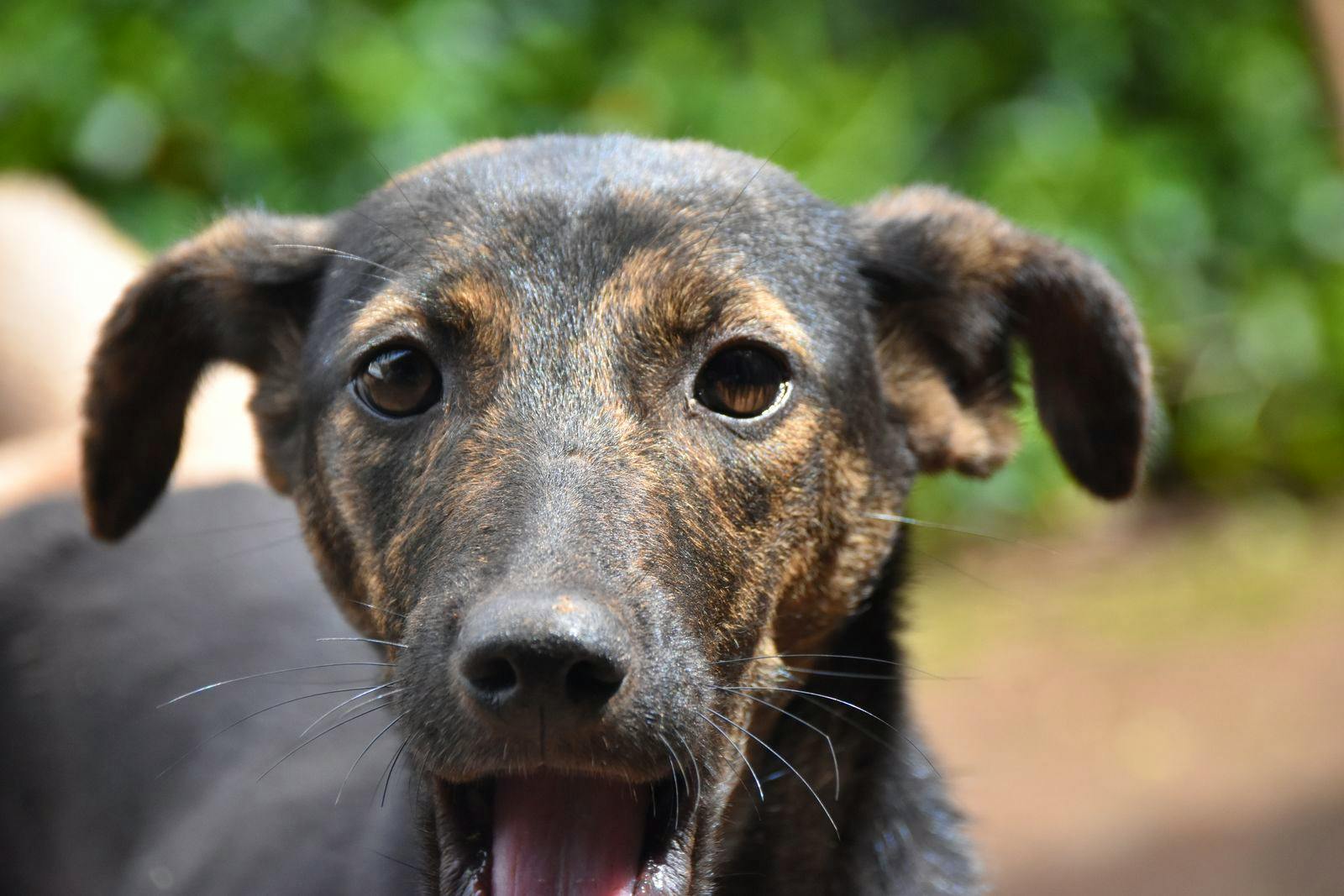 Dog and Cat Shelter Assistant | Volunteer in Tanzania 2025