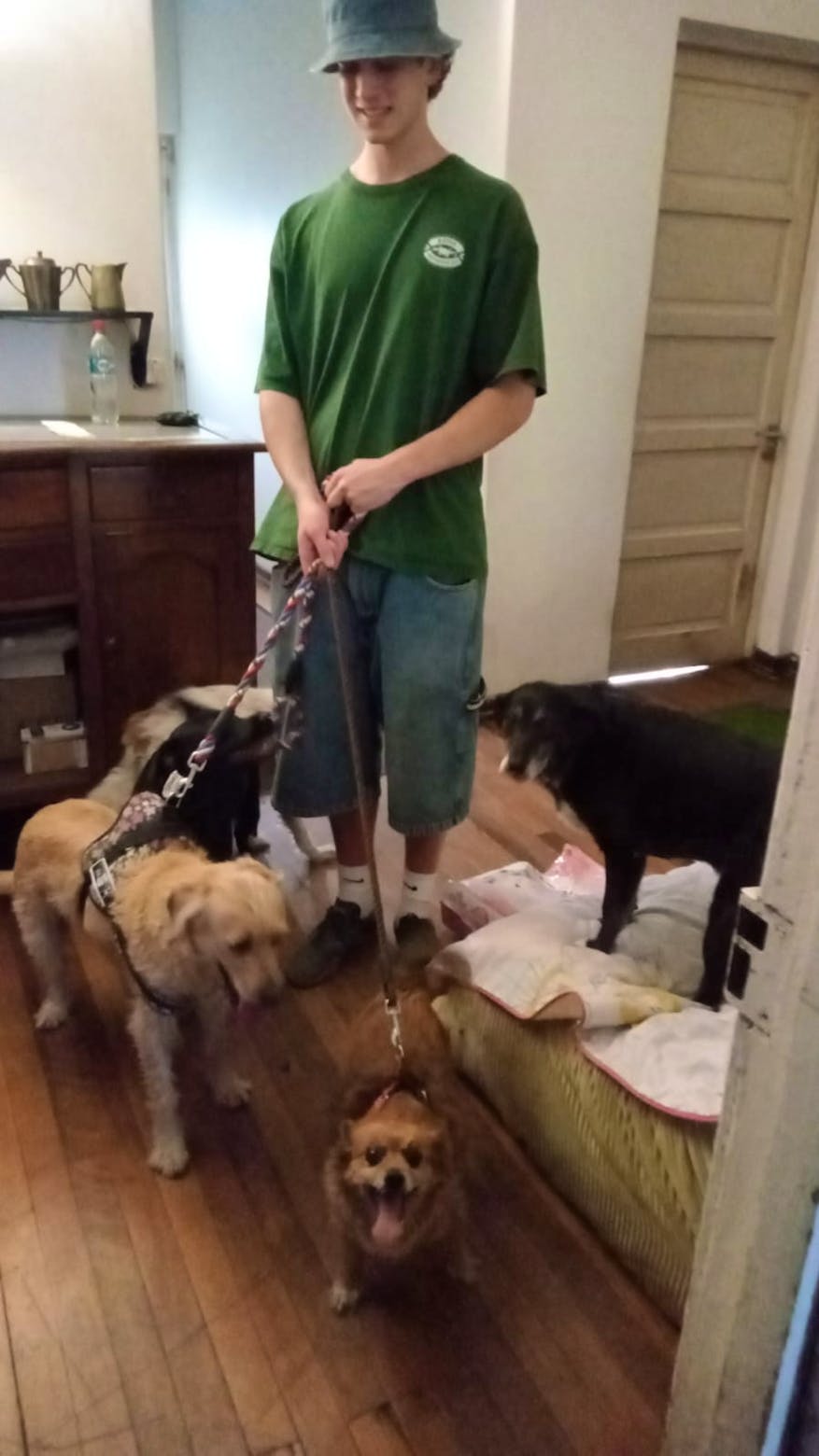 Help Stray Dogs | Volunteer in Chile 2025