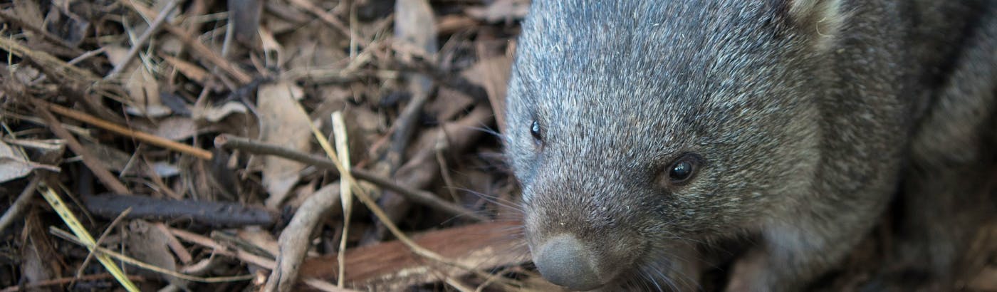 Volunteer with Wombats | Top Conservation Projects 2020 | Volunteer World