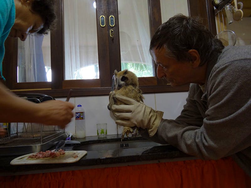 Animal Release Center: Reserve Maintenance | Volunteer in Brazil 2025