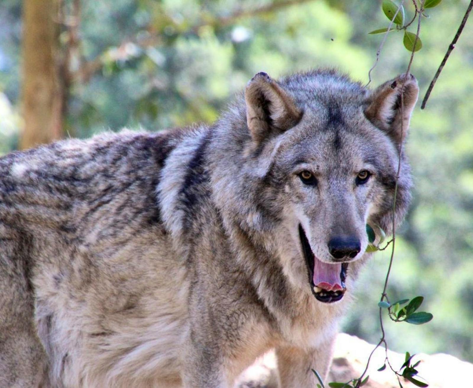 Wolf, Wolfdog and Husky Sanctuary Helper | Volunteer in South Africa 2025