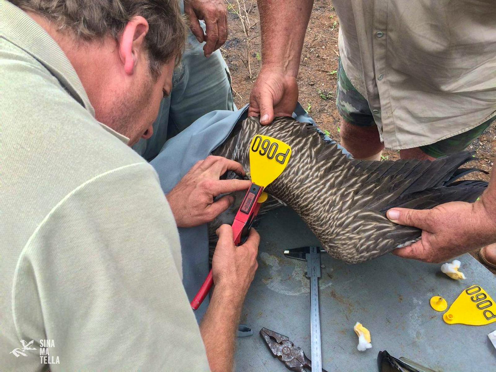 Endangered Wildlife Monitoring and Research | Volunteer in South Africa ...