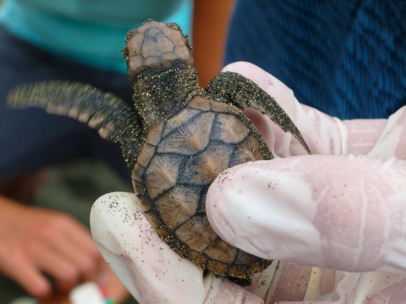 Sea Turtles Conservation Experience | Volunteer in Costa Rica 2025