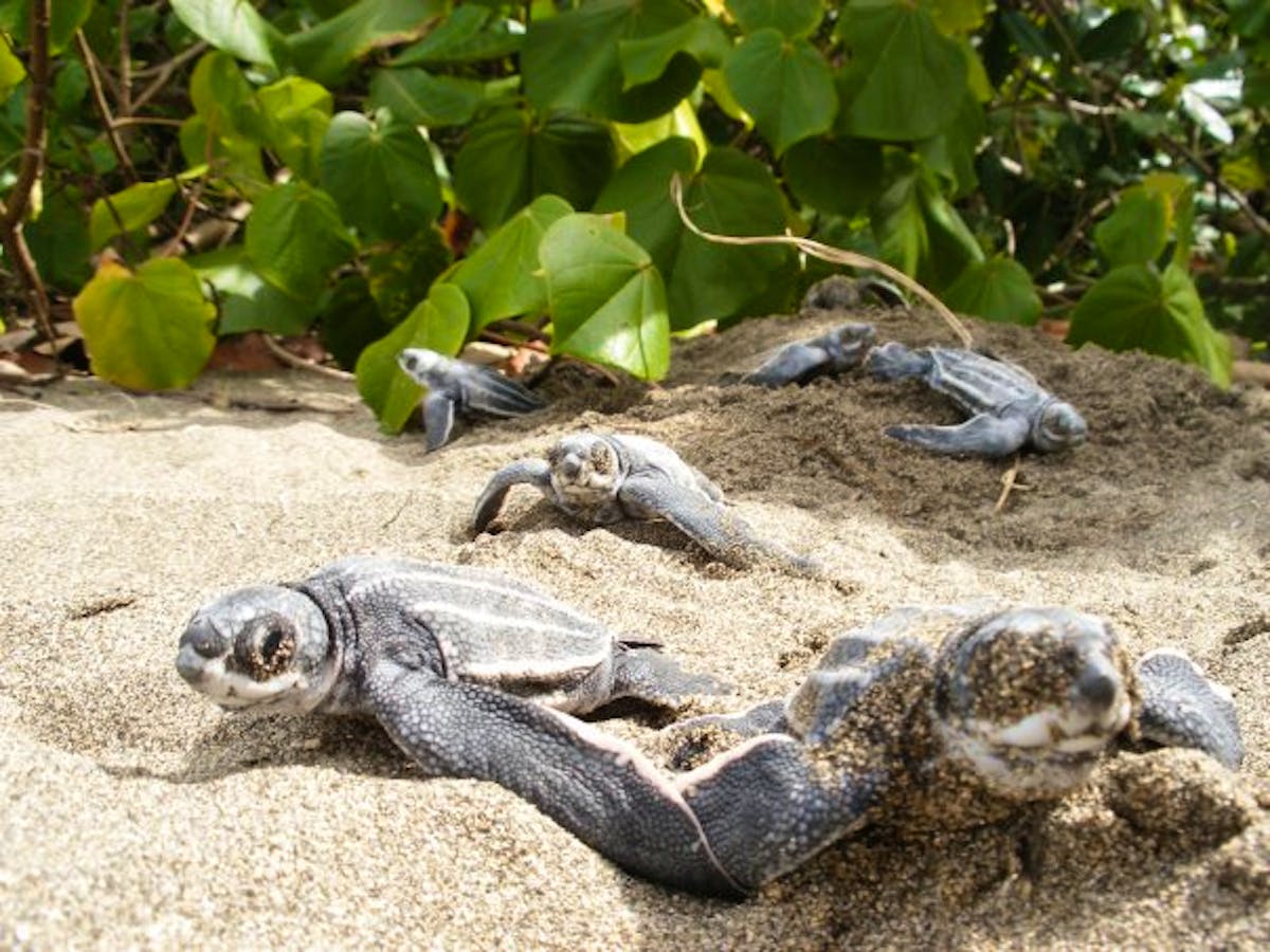 Leatherback Turtle Conservation | Volunteer in Costa Rica 2025