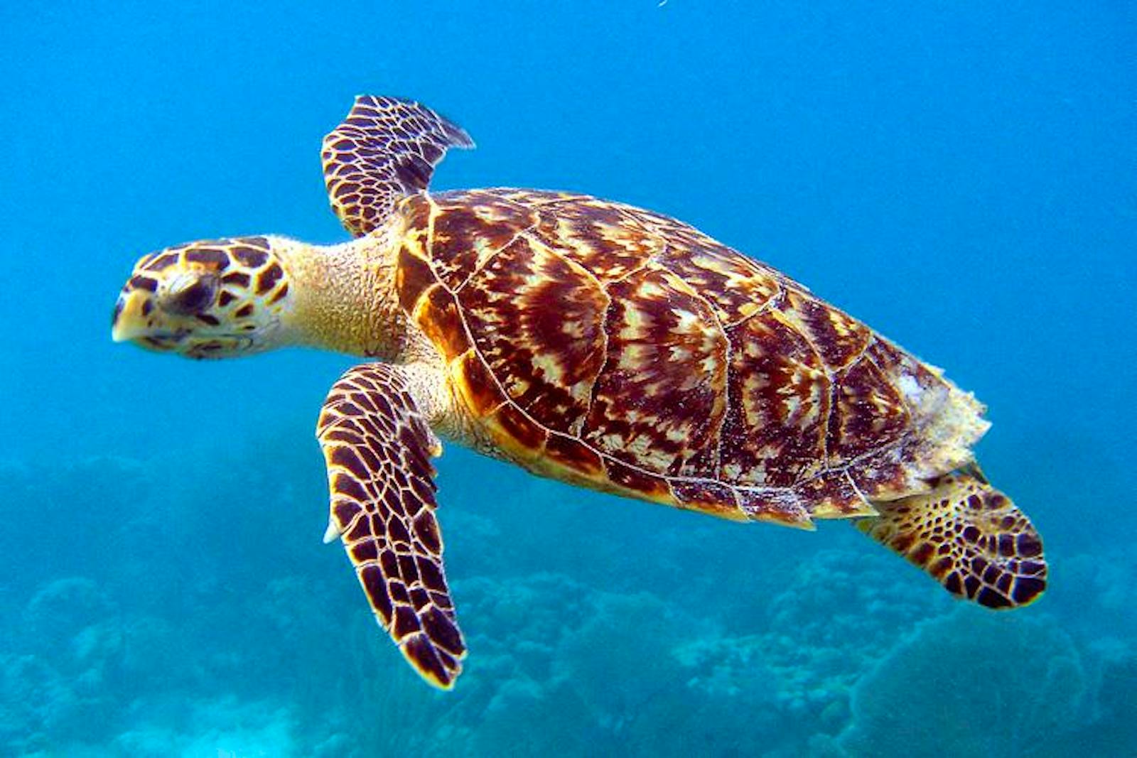 Sea Turtle Conservation & Scuba Diving | Volunteer in Belize 2025
