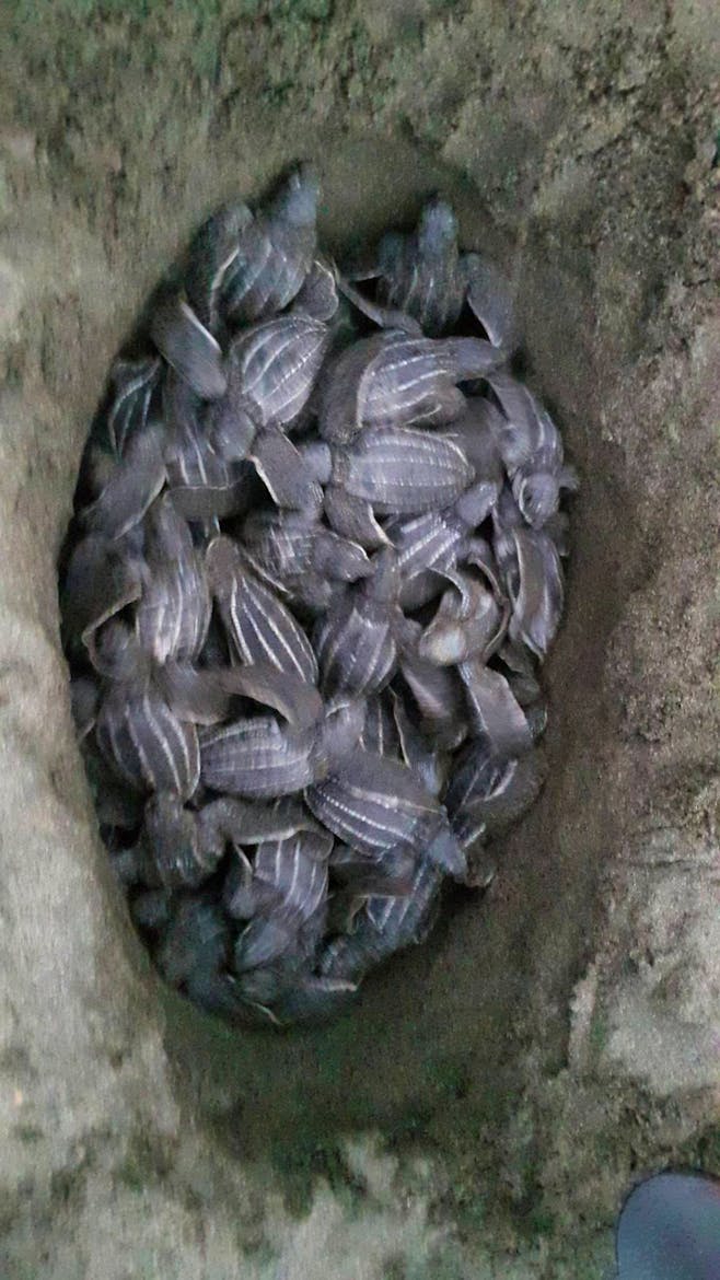 Leatherback Turtle Ambassador | Volunteer in Costa Rica 2025