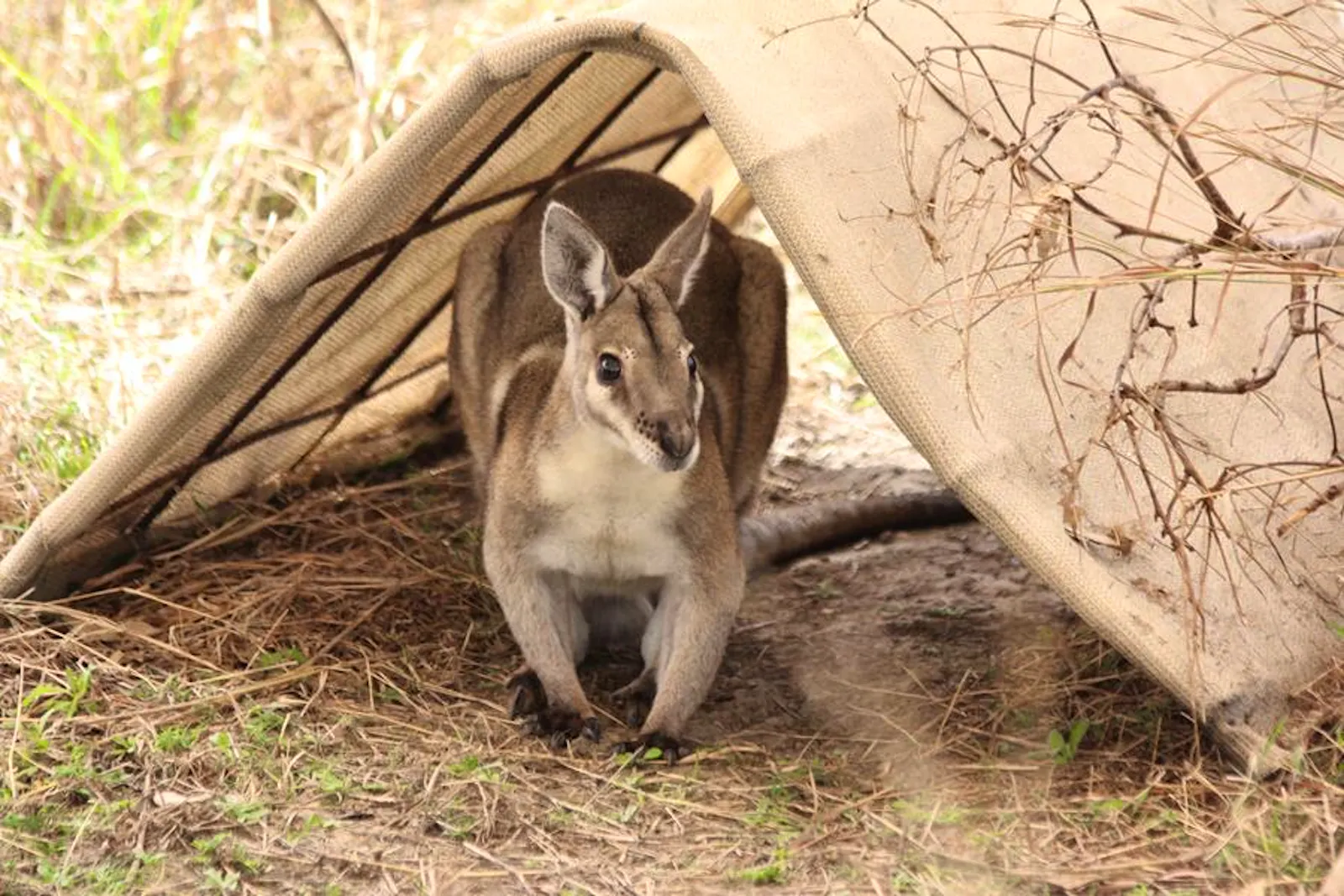 Australian Endangered Species Conservation Care | Volunteer in ...