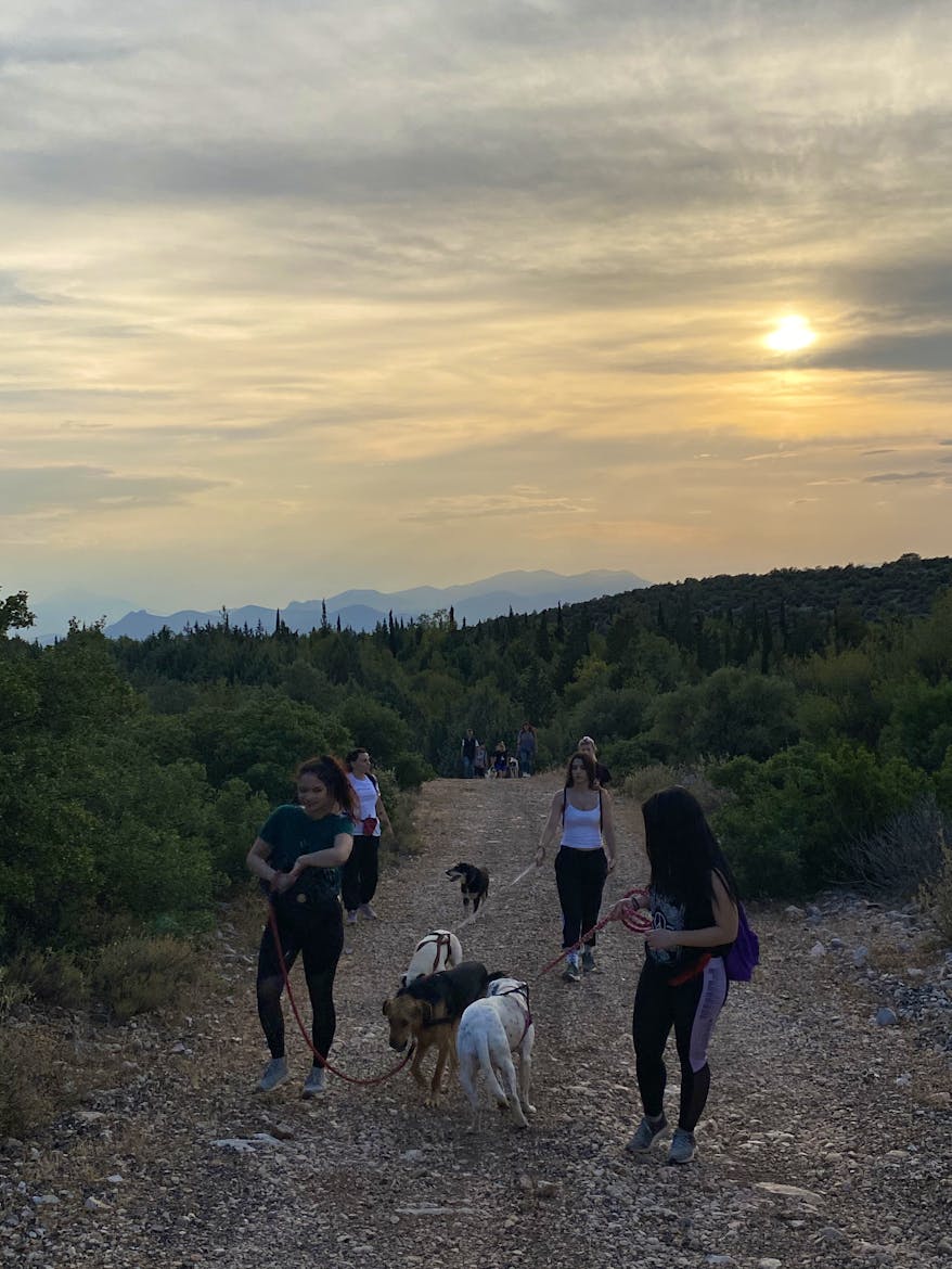 Animal Shelter Assistance | Volunteer in Greece 2025